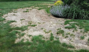 Understanding Grubs: Lifecycle, Treatment, and Timing - American ...