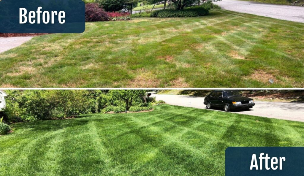 Weed Control Franklin | Expert Lawn Treatments | Lawn Science