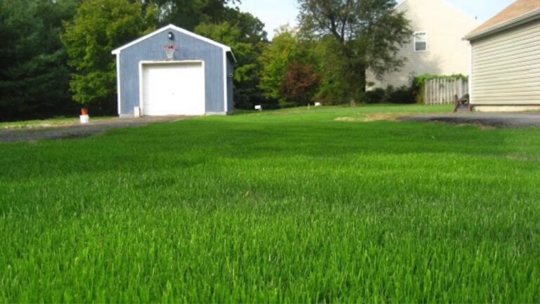 Discover the Best Cool-Season Grasses for Your Connecticut Lawn | Lawn ...
