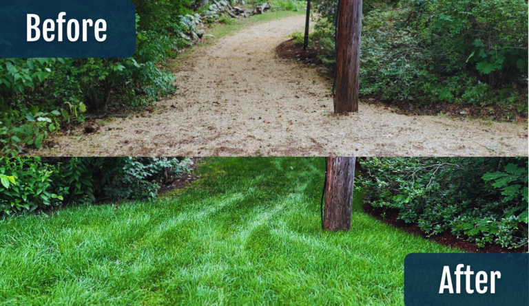 Lawn Grub Control Eastern CT | Safe & Effective Grub Prevention