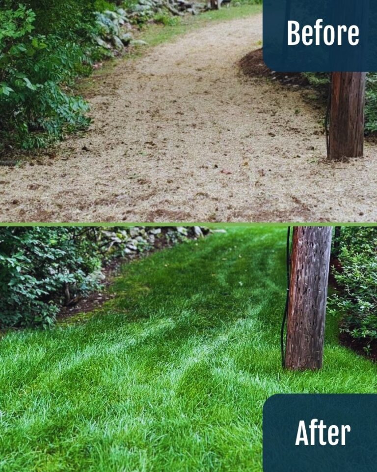 Grass Seeding Franklin | Lawn Science