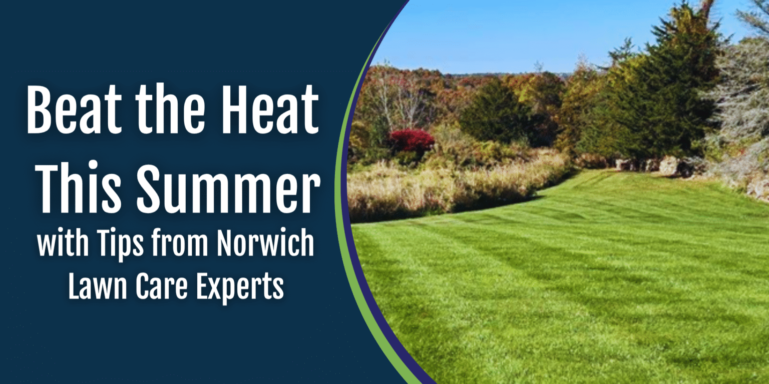 Beat the Heat This Summer with Tips from Norwich Lawn Care Experts